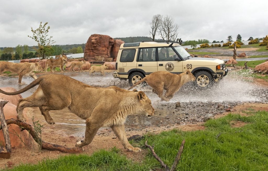 Looping group buys West Midlands Safari Park - InterPark